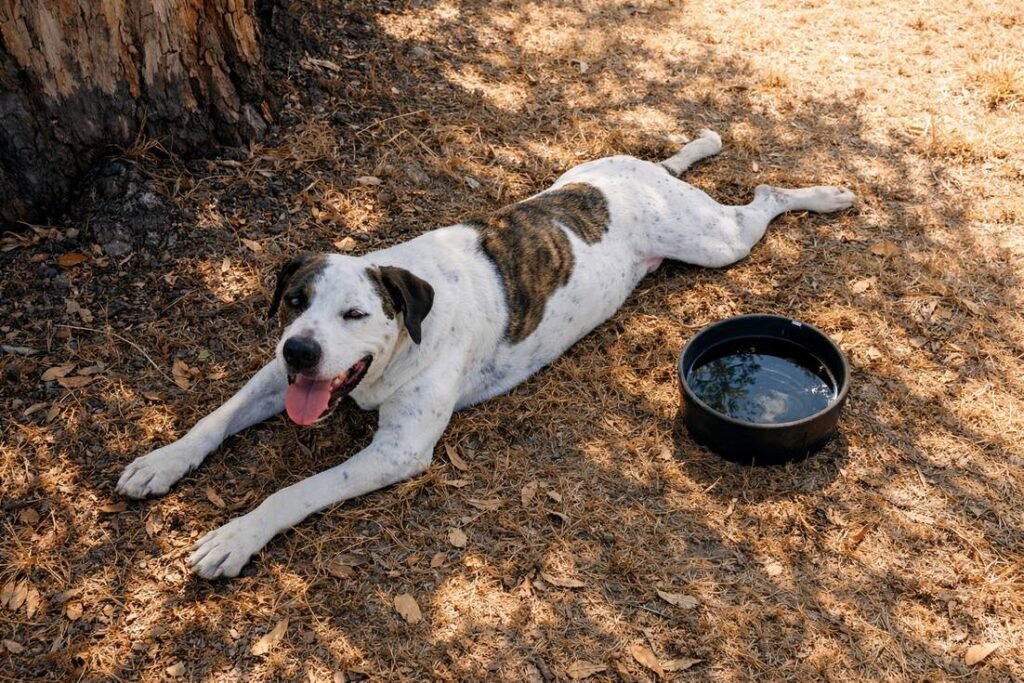 Bull Arab: Complete Australian Guide to This Aussie Breed