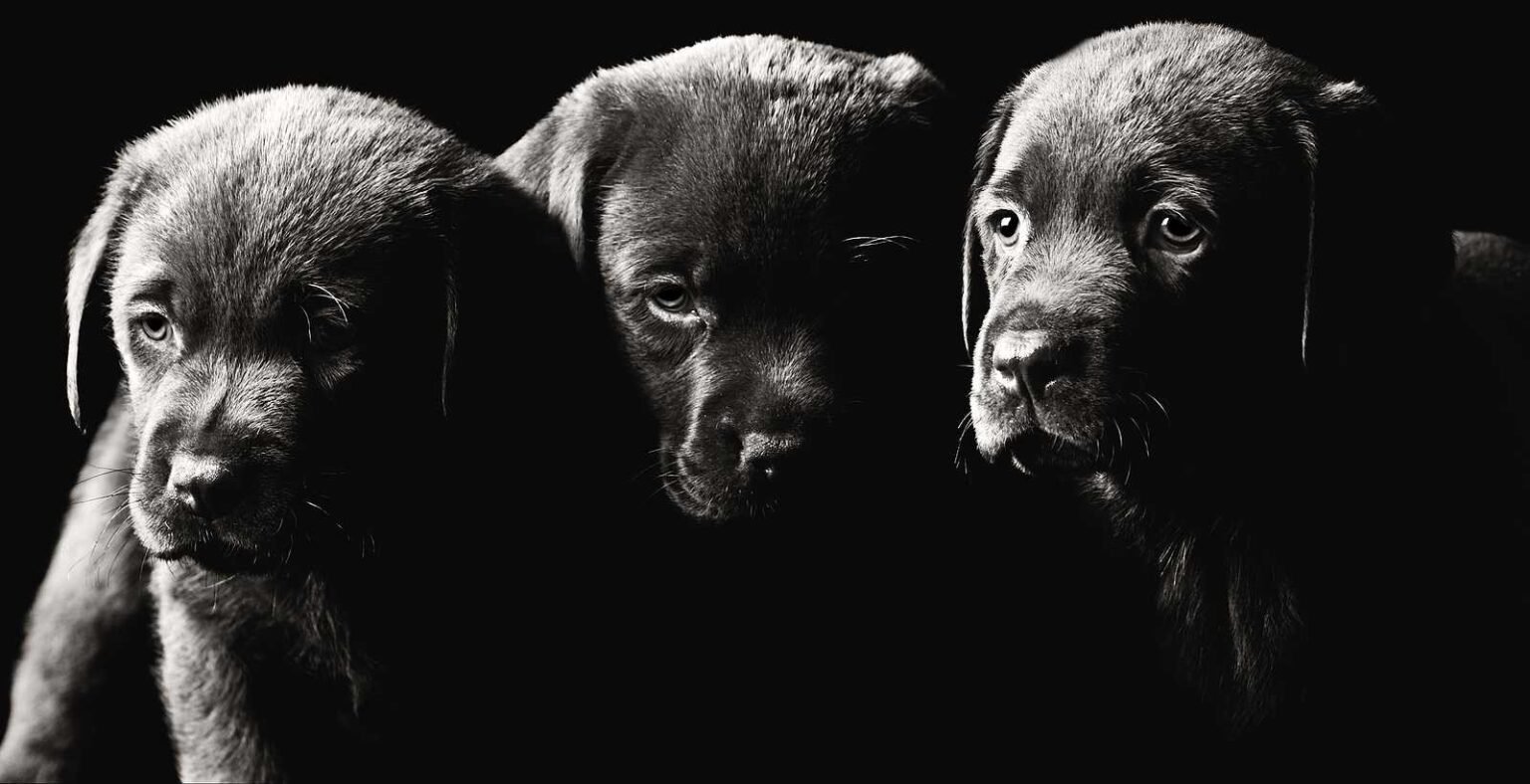 Top 20 Popular Black Dog Breeds - 2025